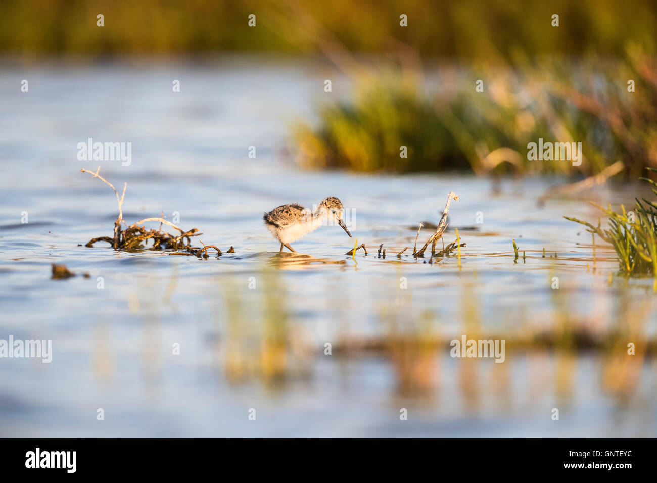Baby / chick Black-necked Stilt walking in a shallow water in search ...