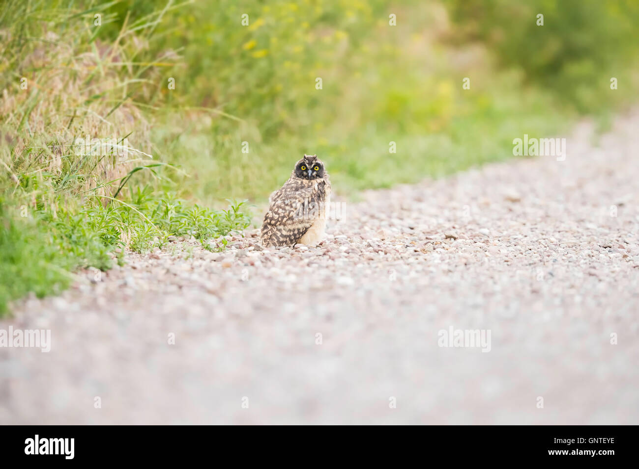Juvenile / fledgling Short-eared Owl resting on the side of the gravel ...