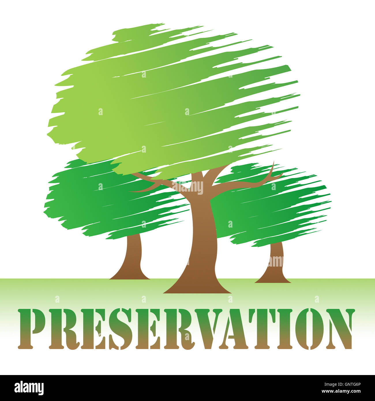 Preservation Trees Showing Natural Forestation And Environment Stock ...