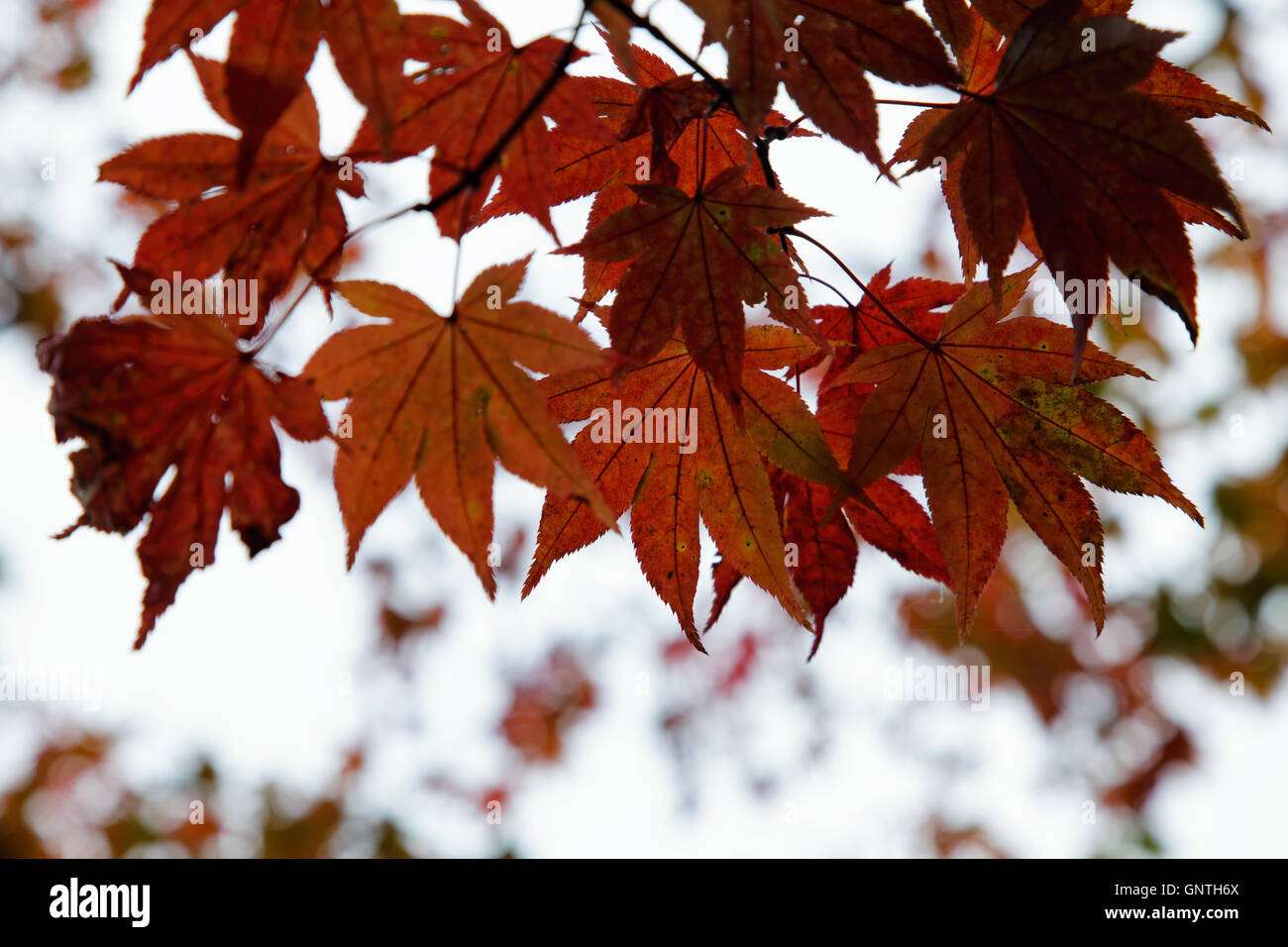 red maple leaves with white background Stock Photo - Alamy