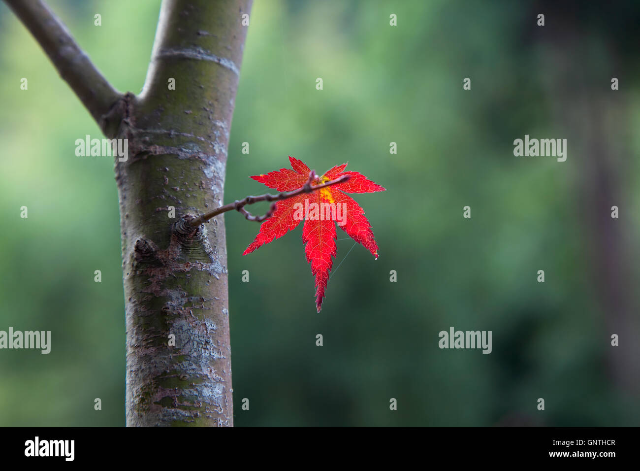 red maple leaf in a tree with green background Stock Photo - Alamy