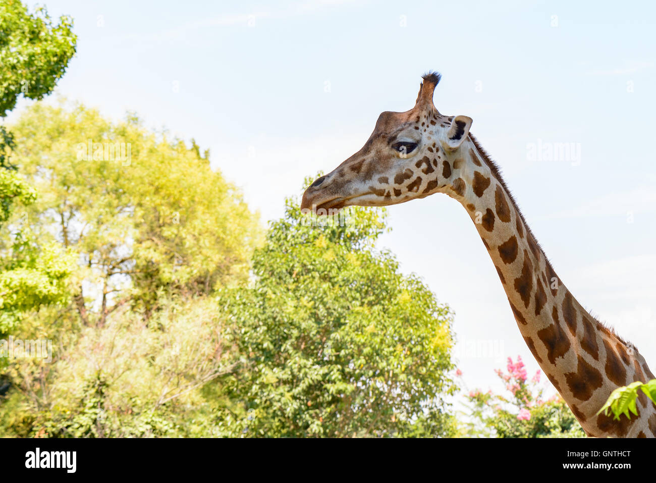 nice Giraffe with long neck searching for food Stock Photo - Alamy