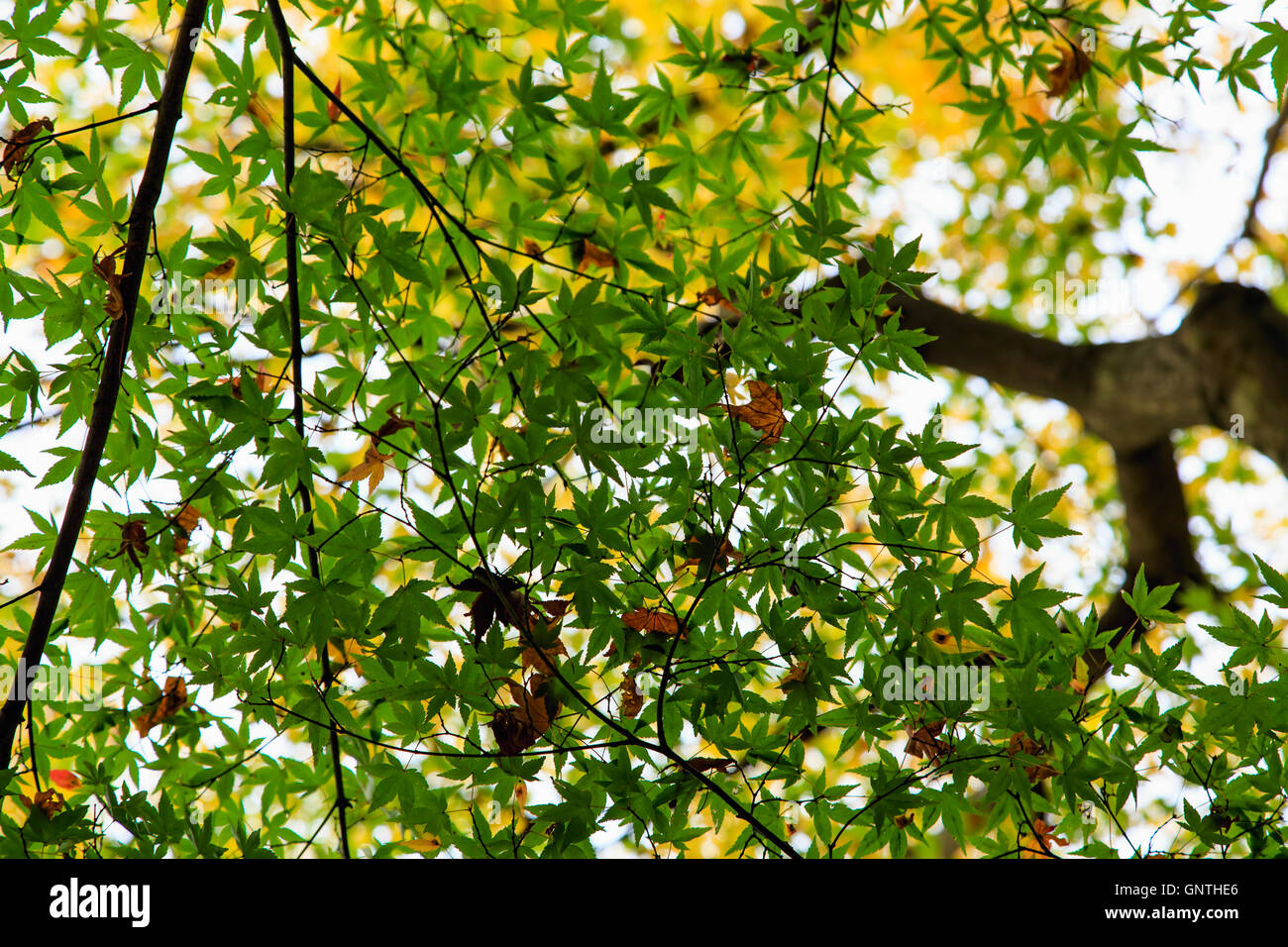Maple leaves, japan hi-res stock photography and images - Alamy