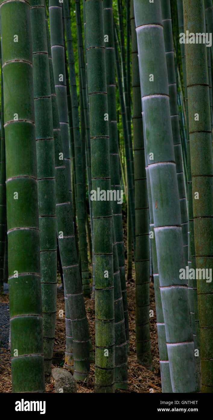 Green bamboo hi-res stock photography and images - Alamy