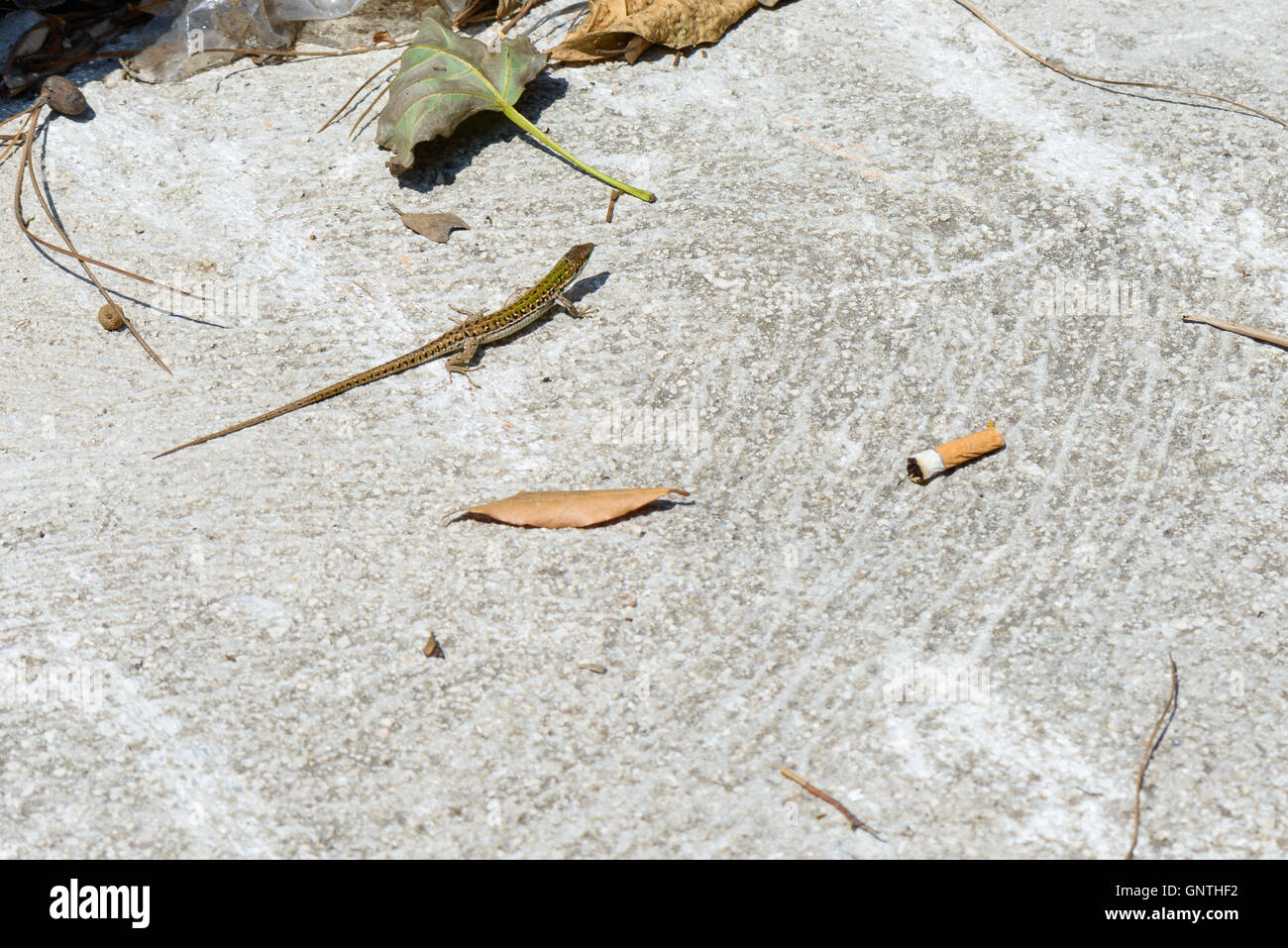nice little lizard take a sun bath Stock Photo - Alamy