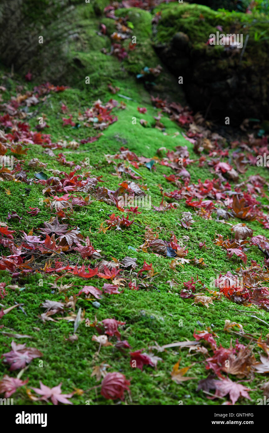 Withered leaves hi-res stock photography and images - Alamy