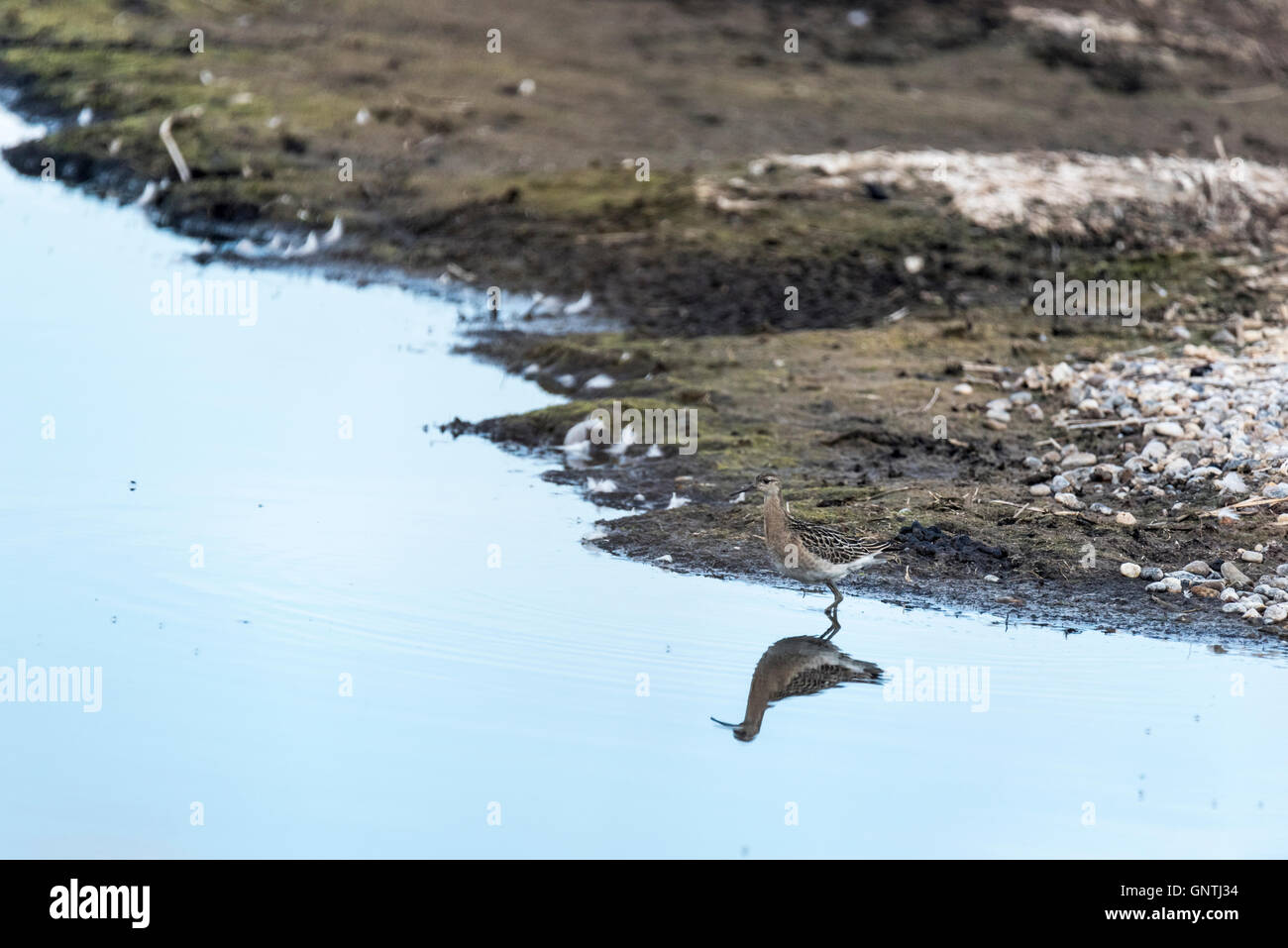 A standing Ruff and reflection on the waters edge Stock Photo - Alamy