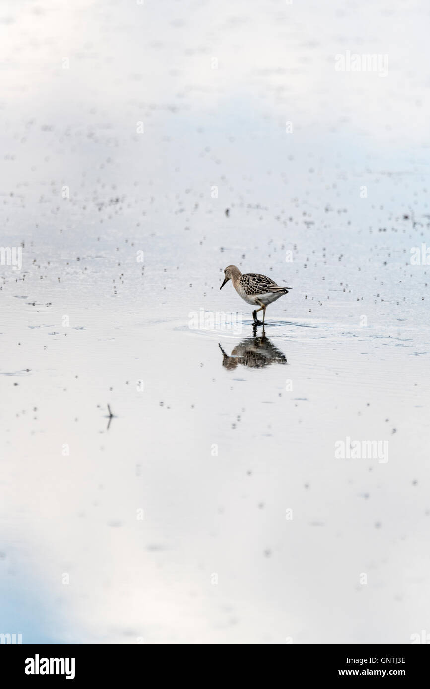 A standing Ruff with reflection in shallow water Stock Photo - Alamy