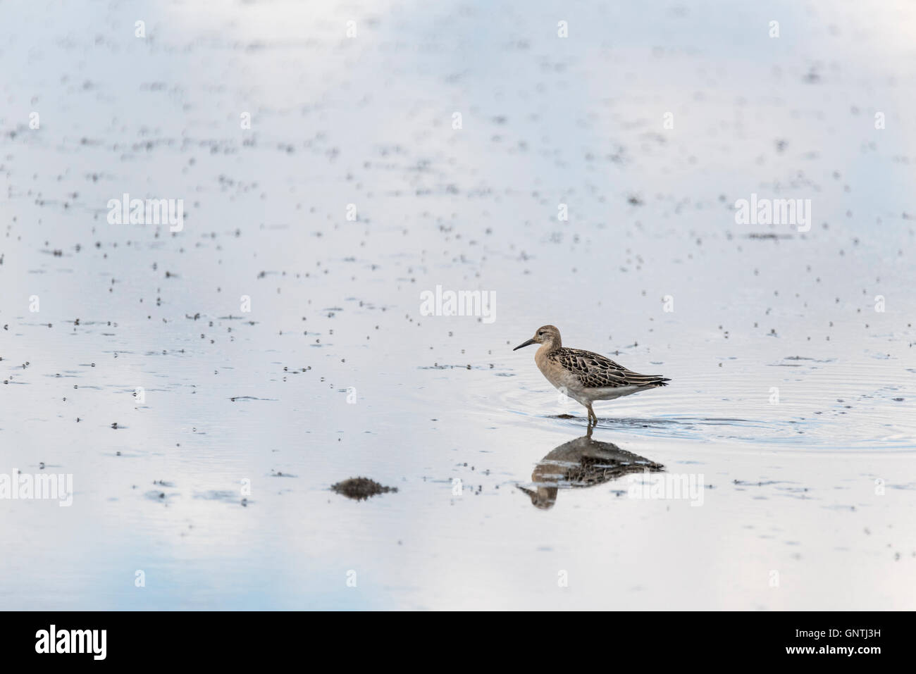 A standing Ruff with reflection in shallow water Stock Photo - Alamy