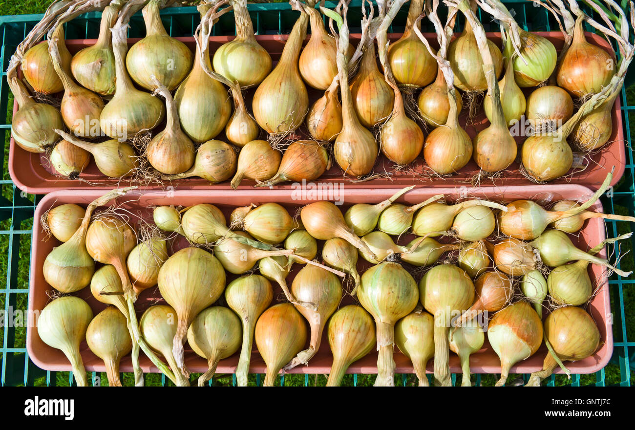 Trays of home grown harvested onions Sturon and Centurion drying in ...