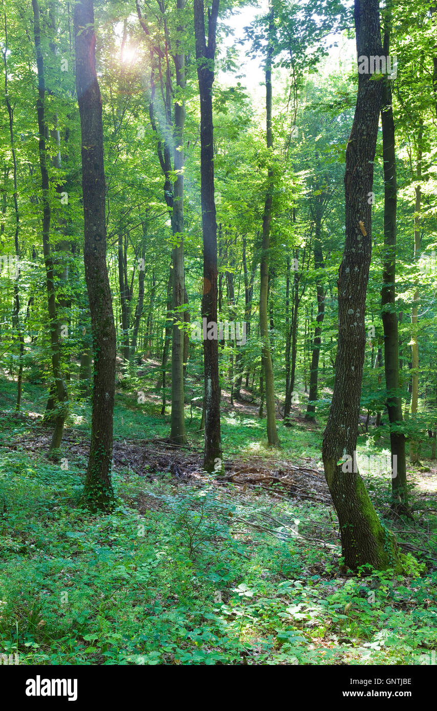 Young Oak Forest with Lens Flare Stock Photo - Alamy