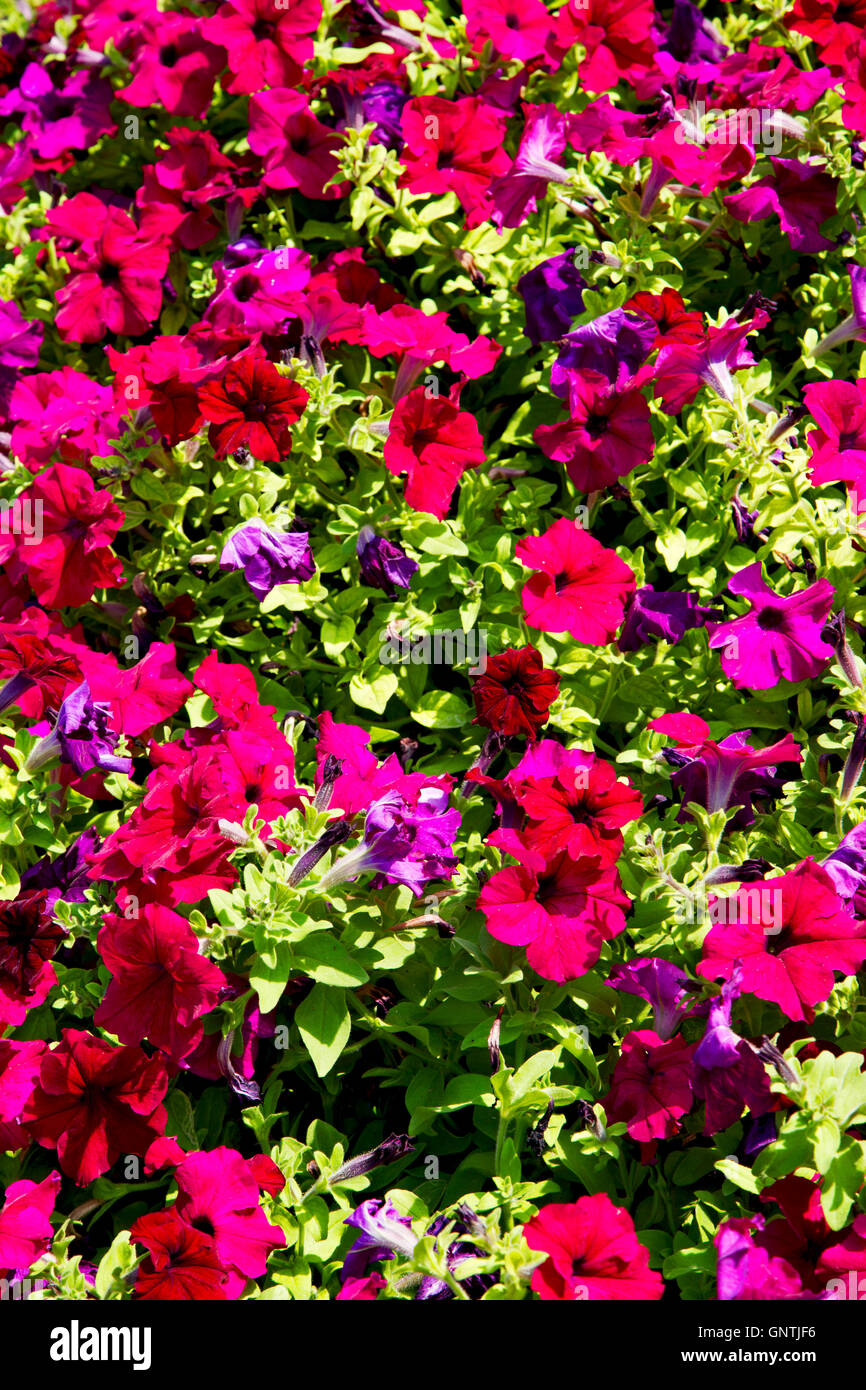 in the spring colors oman flowers and garden Stock Photo - Alamy