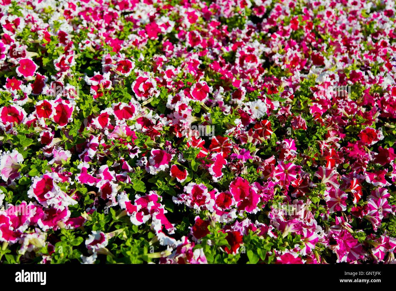 in the spring colors oman flowers and garden Stock Photo - Alamy