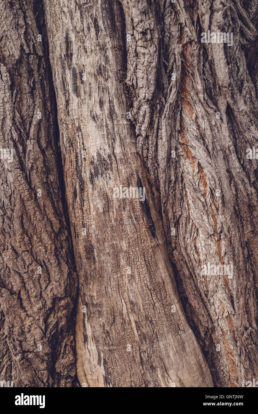 Old tree crust hi-res stock photography and images - Alamy