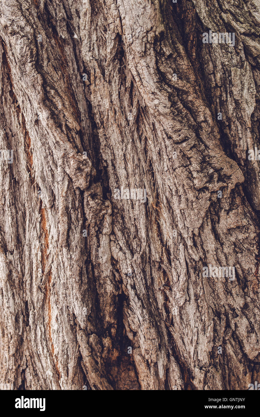Old tree trunk crust, close up texture Stock Photo - Alamy