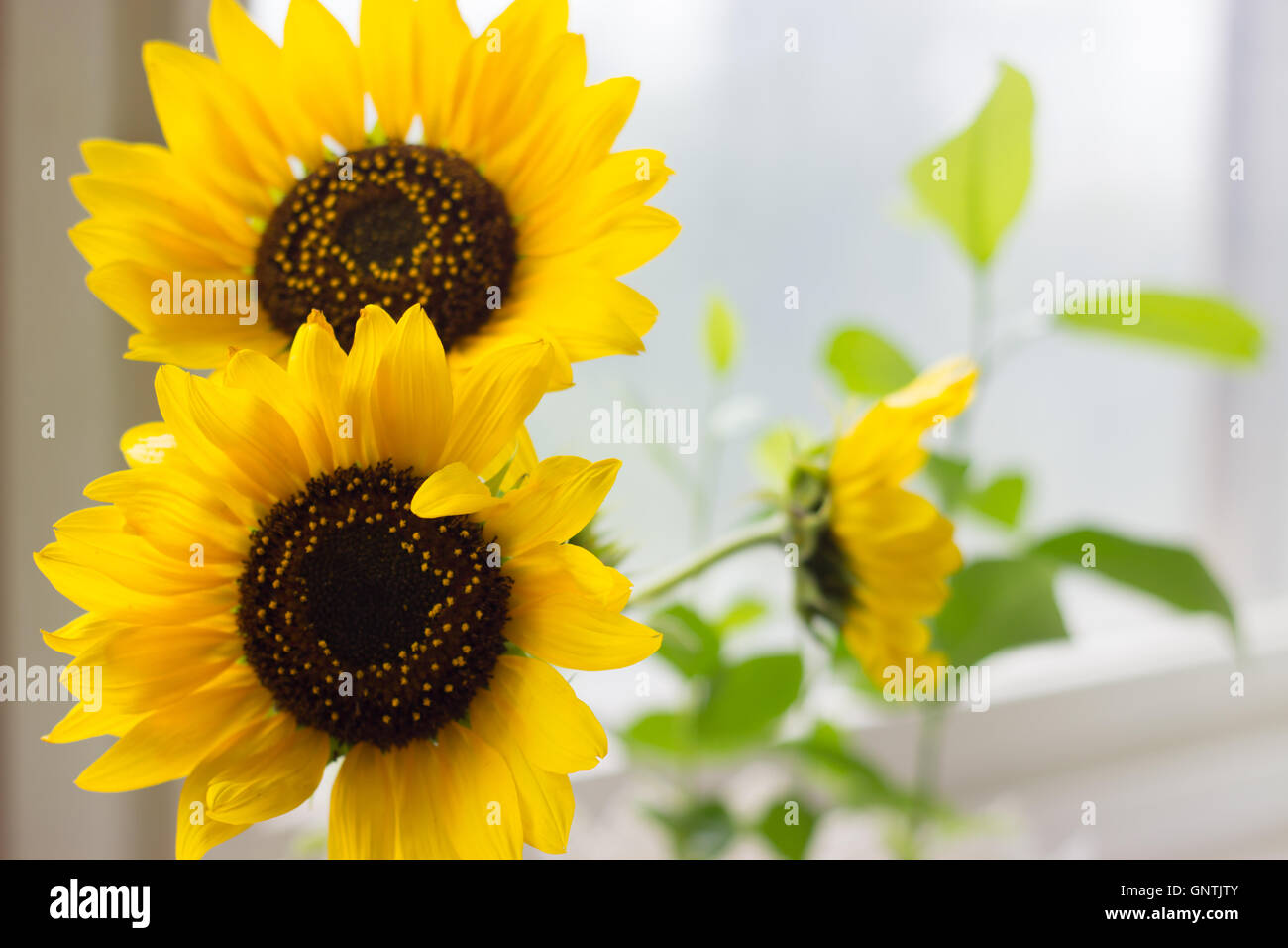 Sunflowers in vase, on the window Stock Photo - Alamy