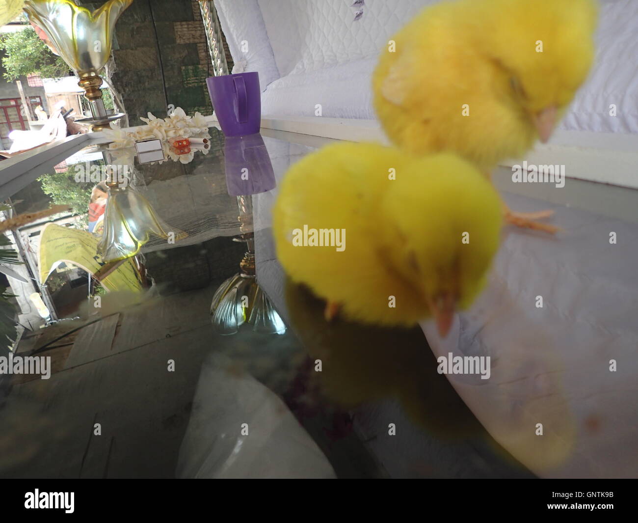 Quezon City, Philippines. 01st Sep, 2016. Yellow colored chicks on the ...