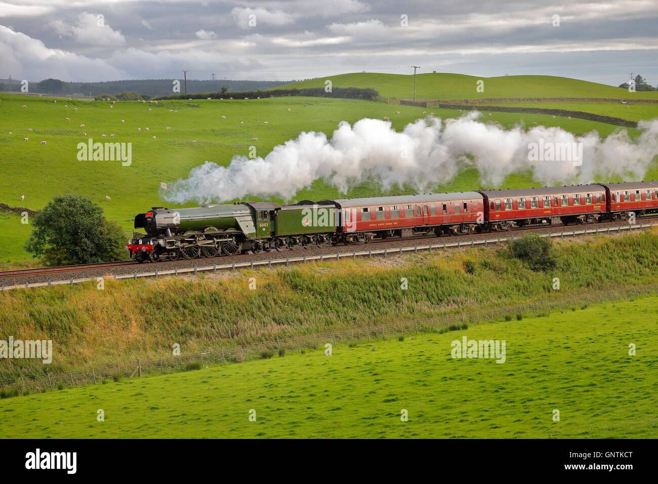 Flying Scotsman steam train LNER A3 Class 4-6-2 no 60103 on an embankment. Gilsland, Newcastle ...