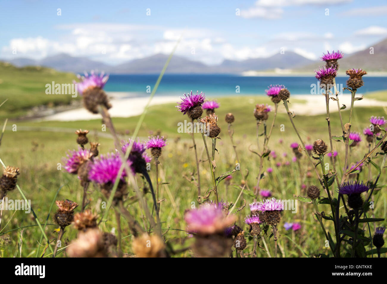 Thistles at Horgabost Beach, Isle of Harris, Western Isles, Outer ...