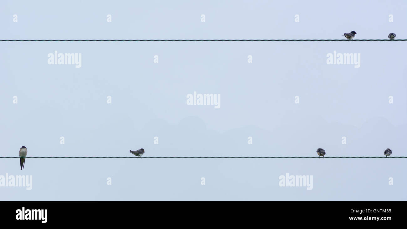 Swallows (Hirundo rustica) on telephone wires. Flock of birds in the ...