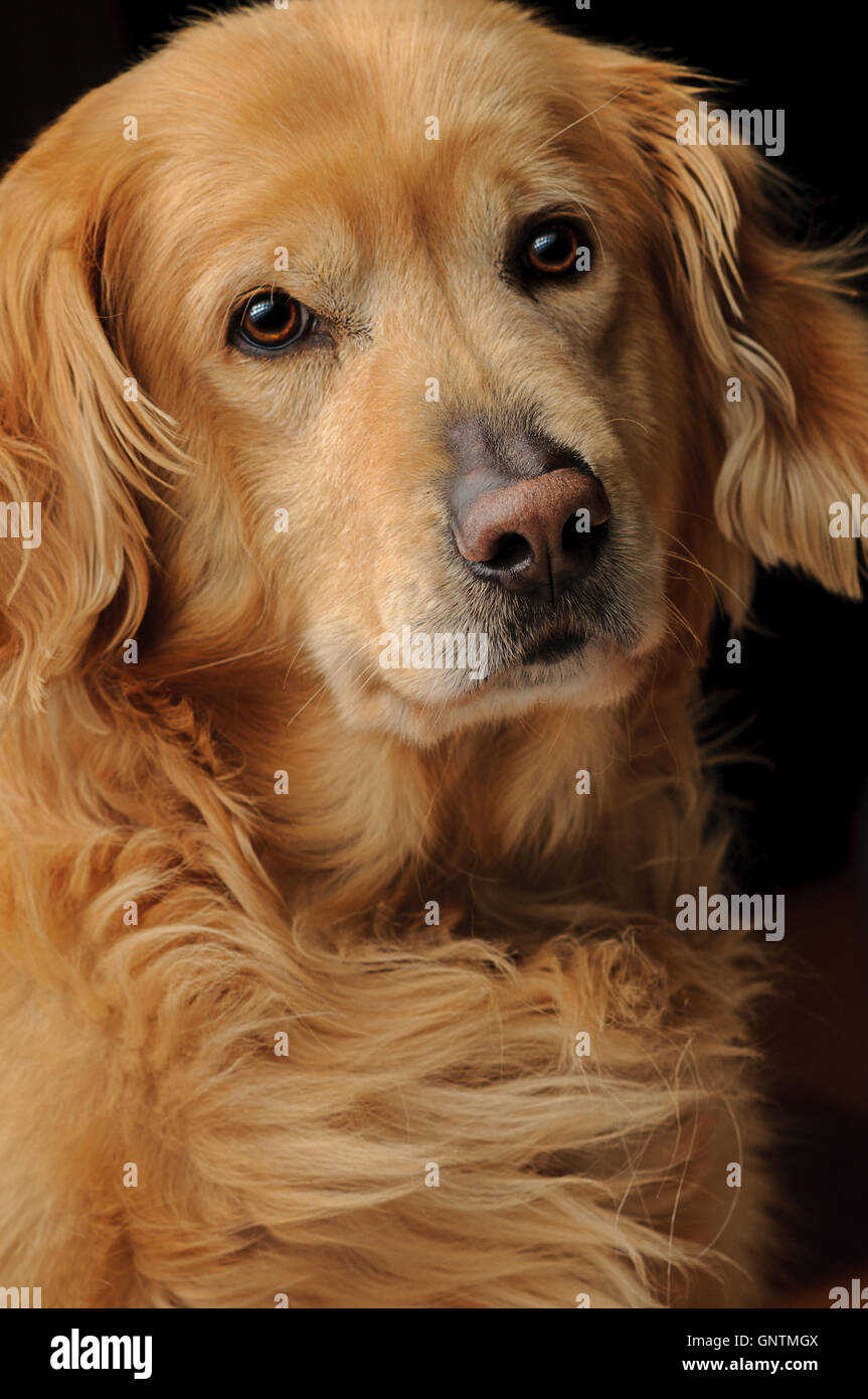 Golden retriever dog hi-res stock photography and images - Alamy