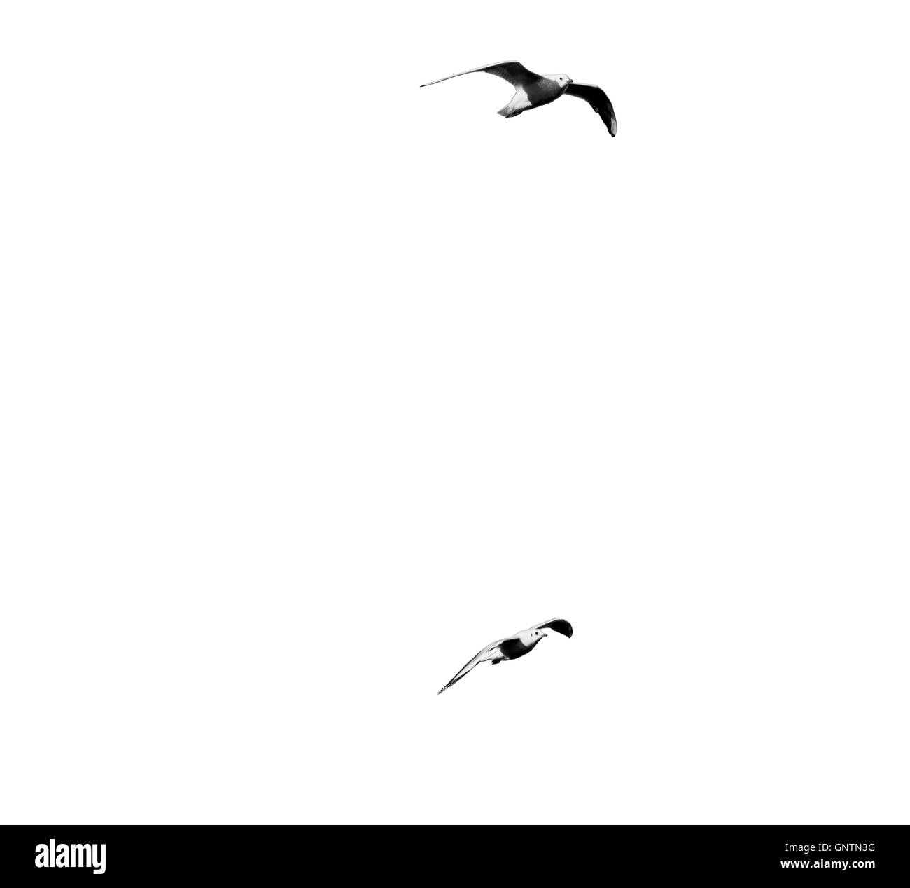 and free group of birds in oman the sky Stock Photo - Alamy