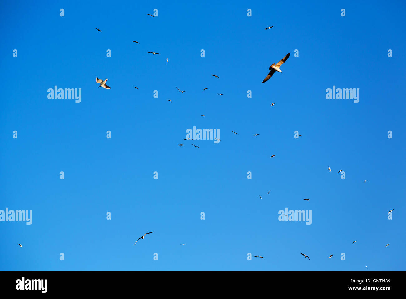 and free group of birds in oman the sky Stock Photo - Alamy