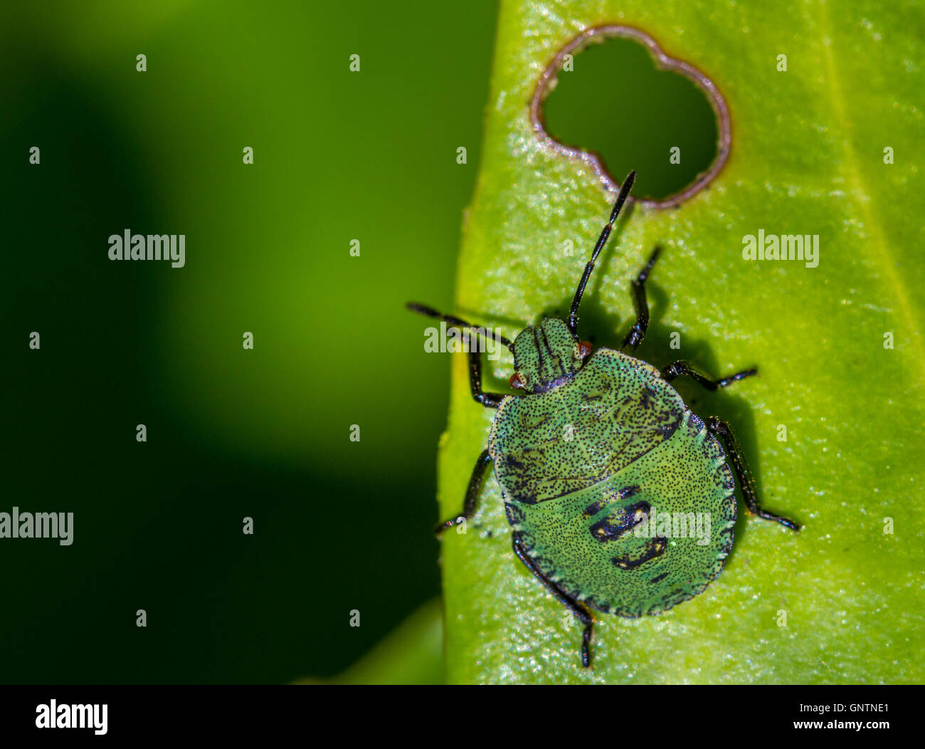 Third instar hi-res stock photography and images - Alamy