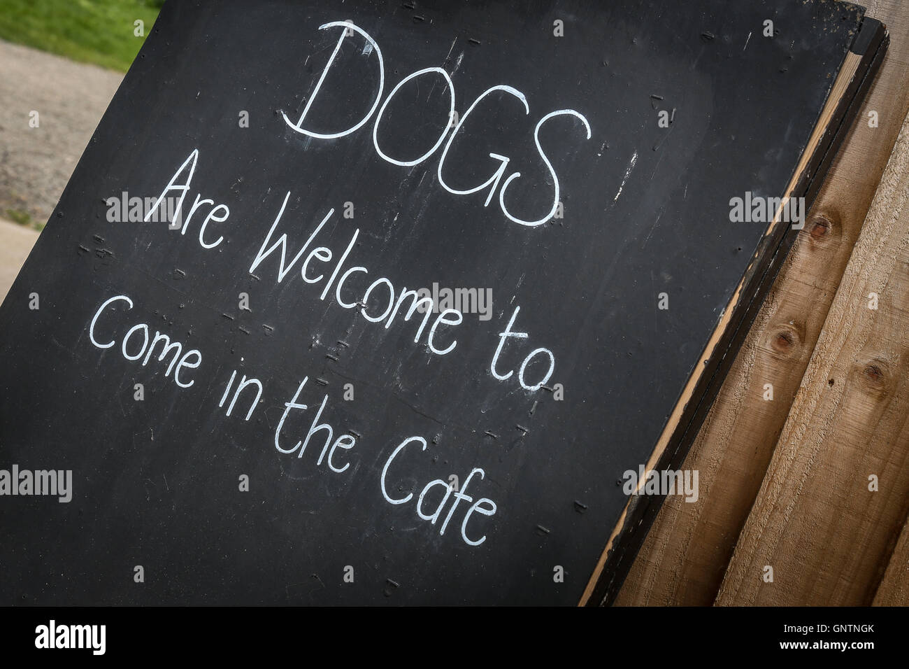 A chalk board sign welcoming dogs to enter a cafe Stock Photo - Alamy