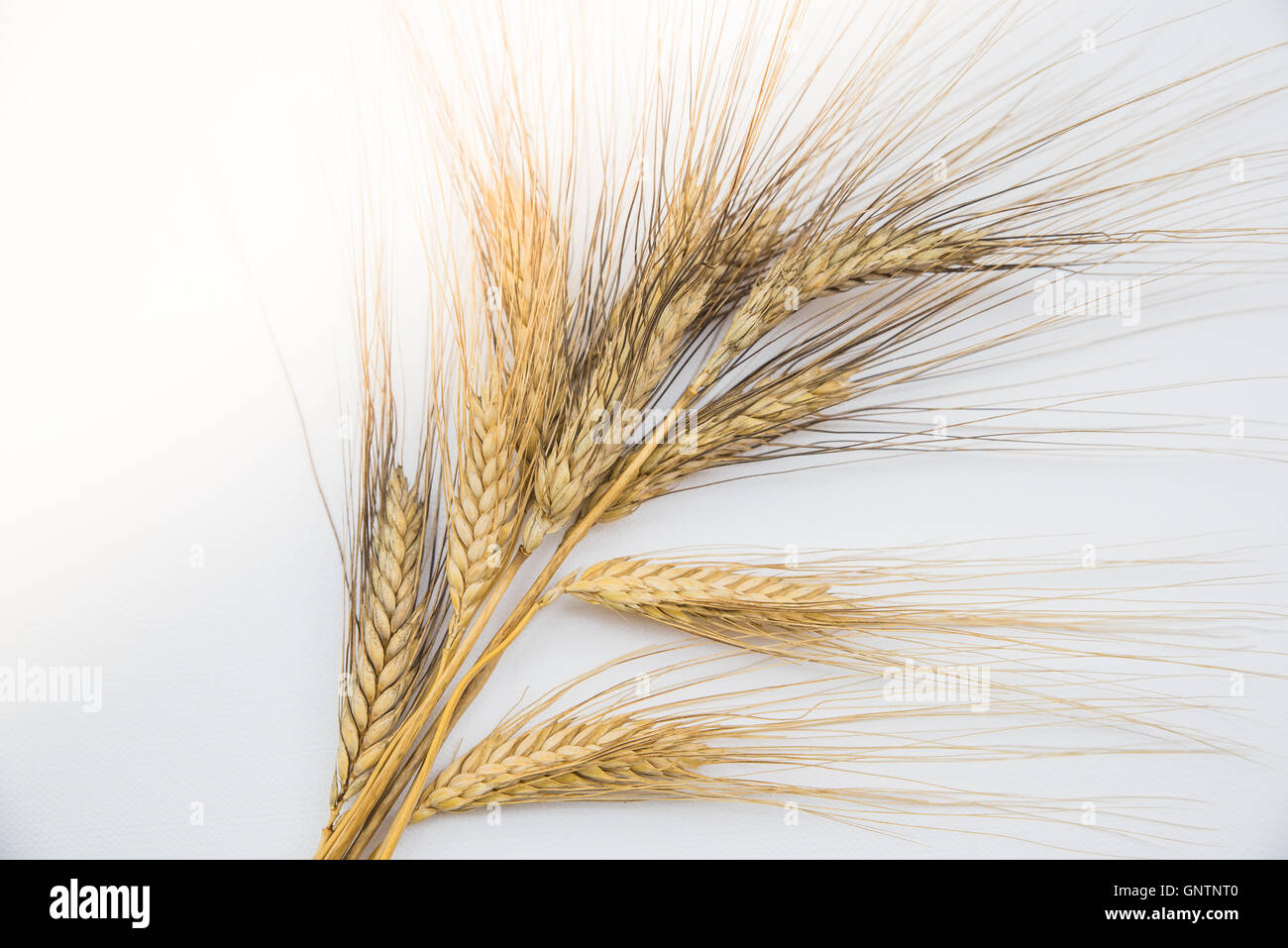 Ears of corn isolated over a white background Stock Photo - Alamy