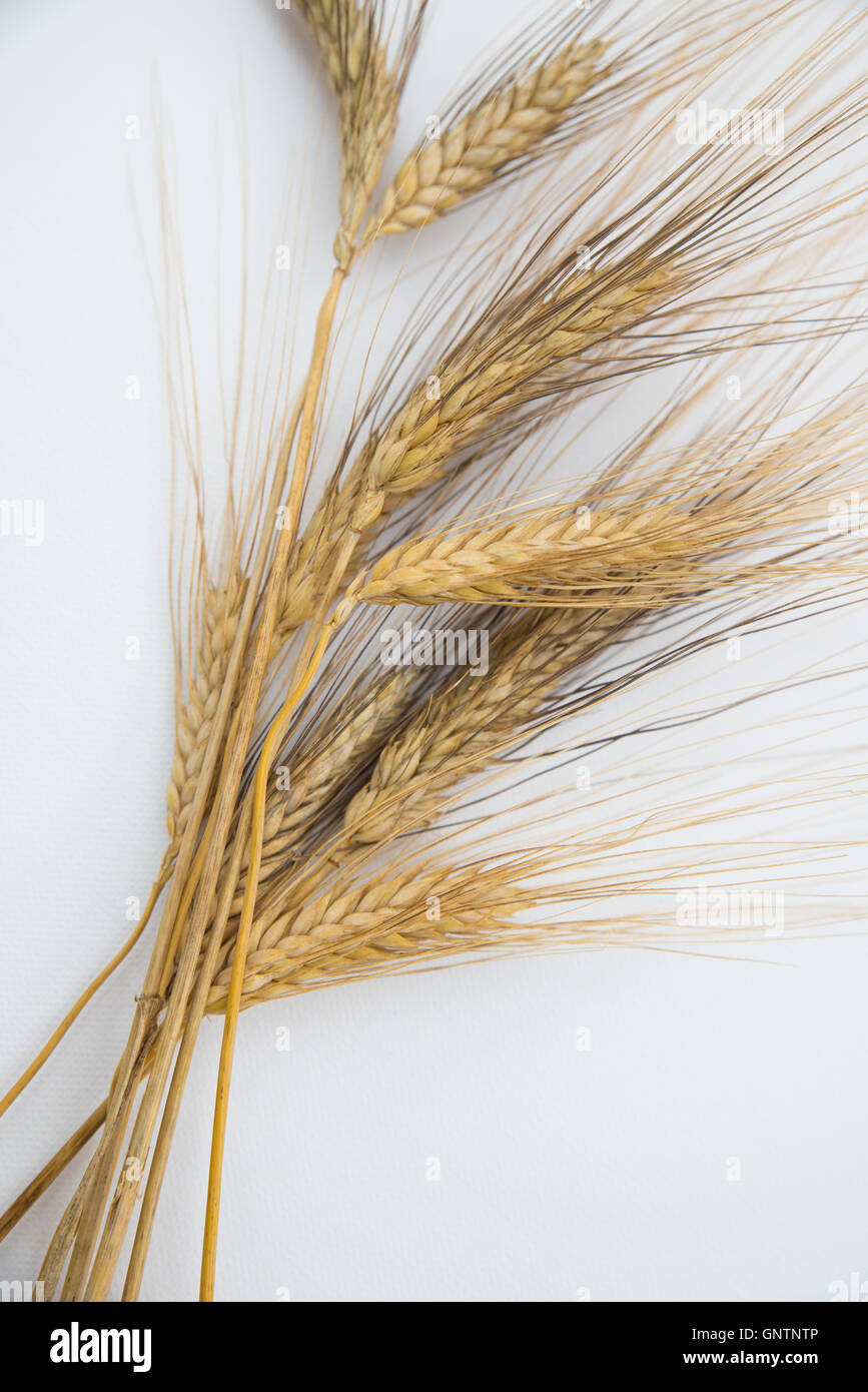 Isolated ears of corn over a white background Stock Photo - Alamy