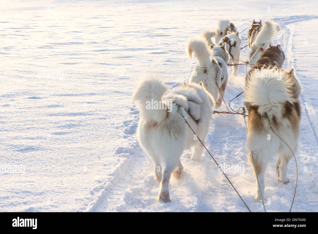 Eight huskies pulling a dog sled on a glacier in Iceland on a snowy day ...