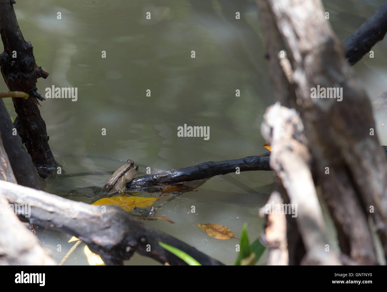 amphibian fish in Vietnam South Stock Photo - Alamy