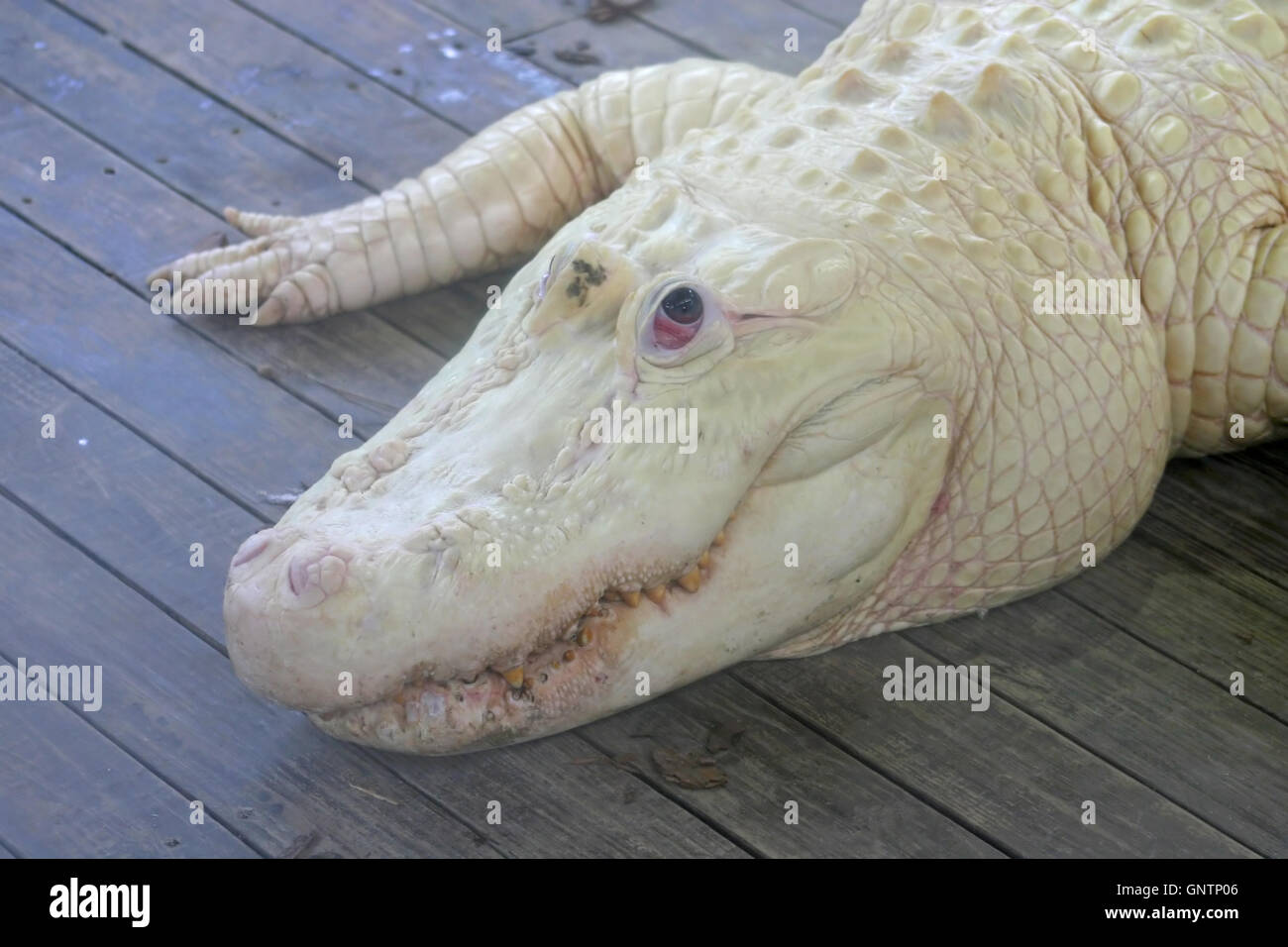 A close-up of a white alligator laying on wood Stock Photo - Alamy