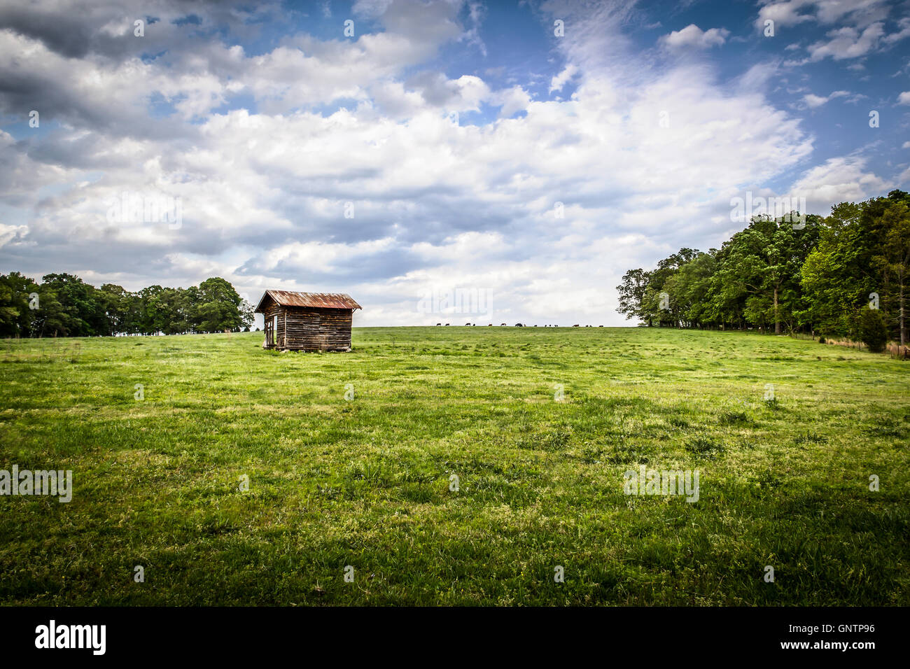 A beautiful countryside landscape of a cow pasture and a lone shack on ...