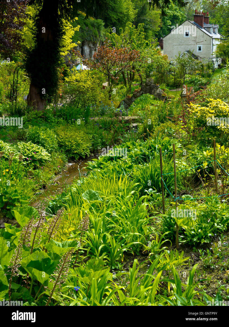 Bonsall High Resolution Stock Photography and Images - Alamy