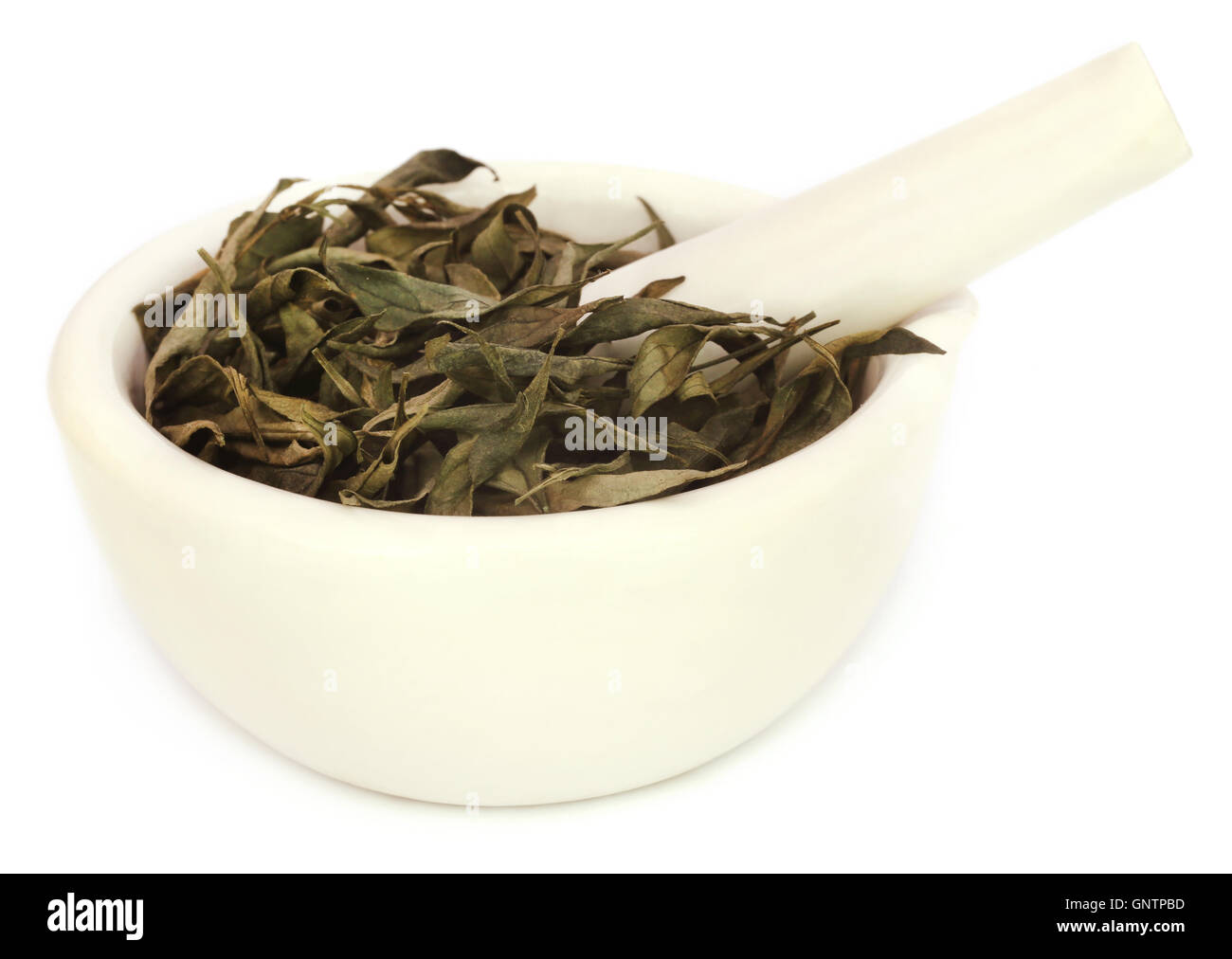 Gentiana chirata hi-res stock photography and images - Alamy