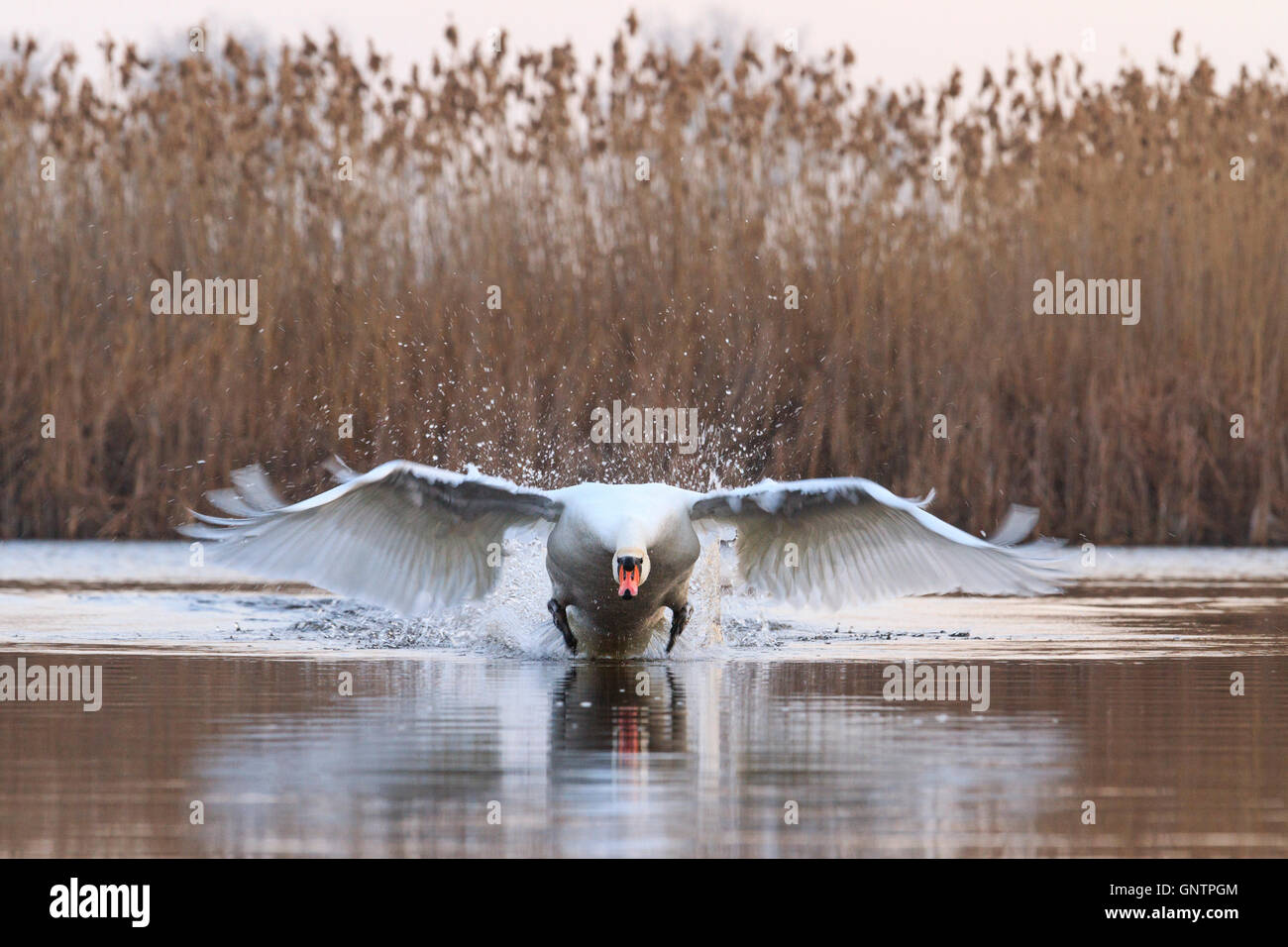 Tremendous speed hi-res stock photography and images - Alamy