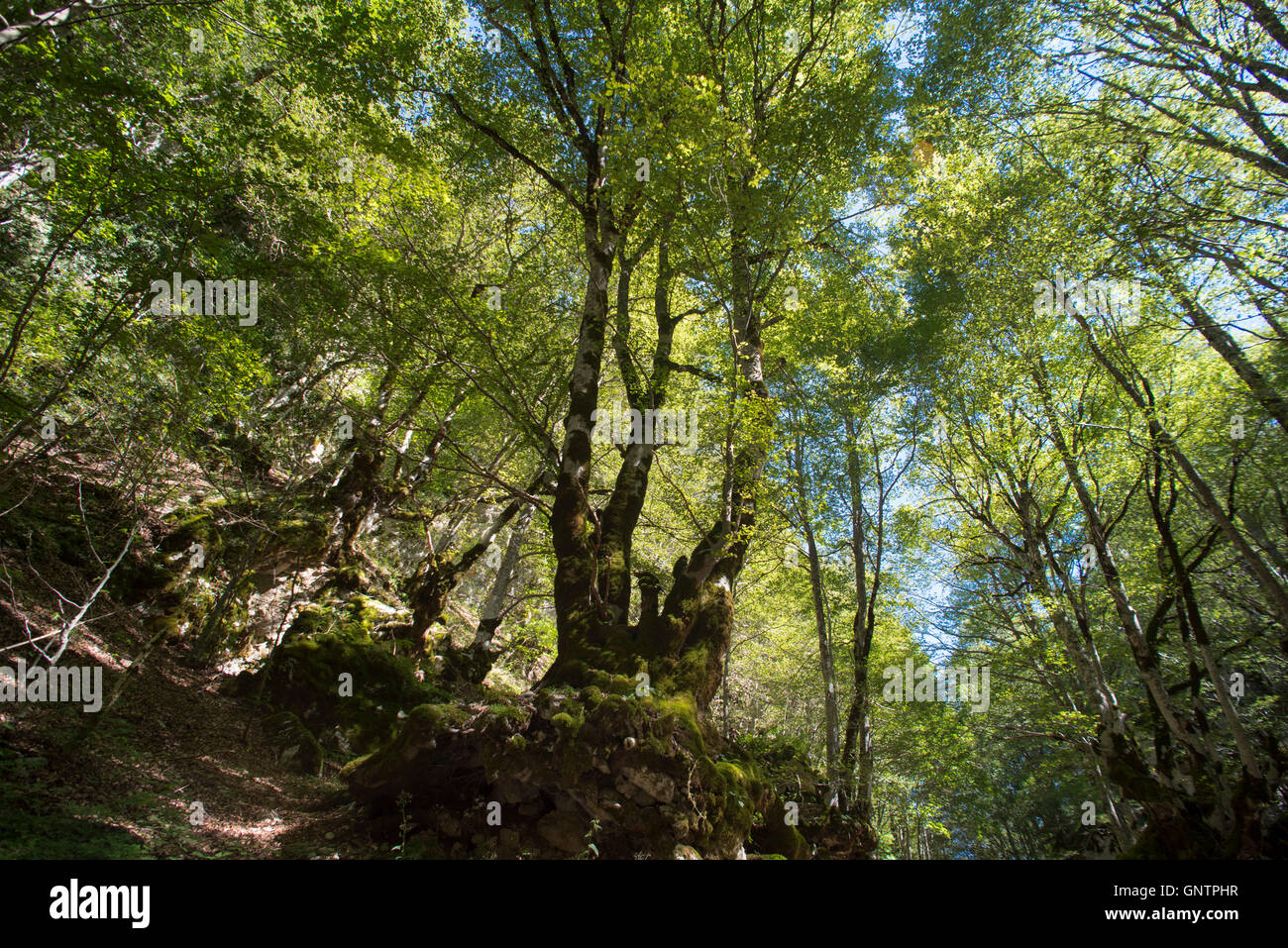 Big beech tree on mountain hi-res stock photography and images - Alamy