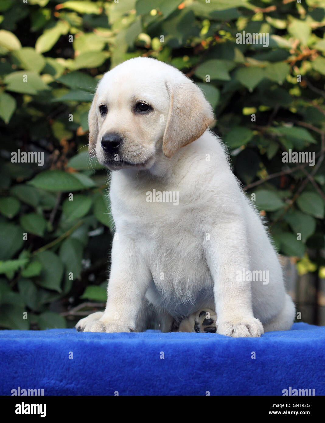 little cute yellow labrador puppy sitting on blue background Stock ...