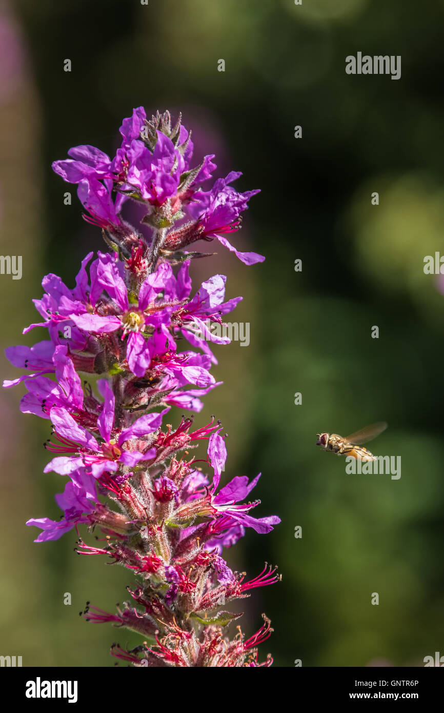 Row of flying insects hi-res stock photography and images - Alamy