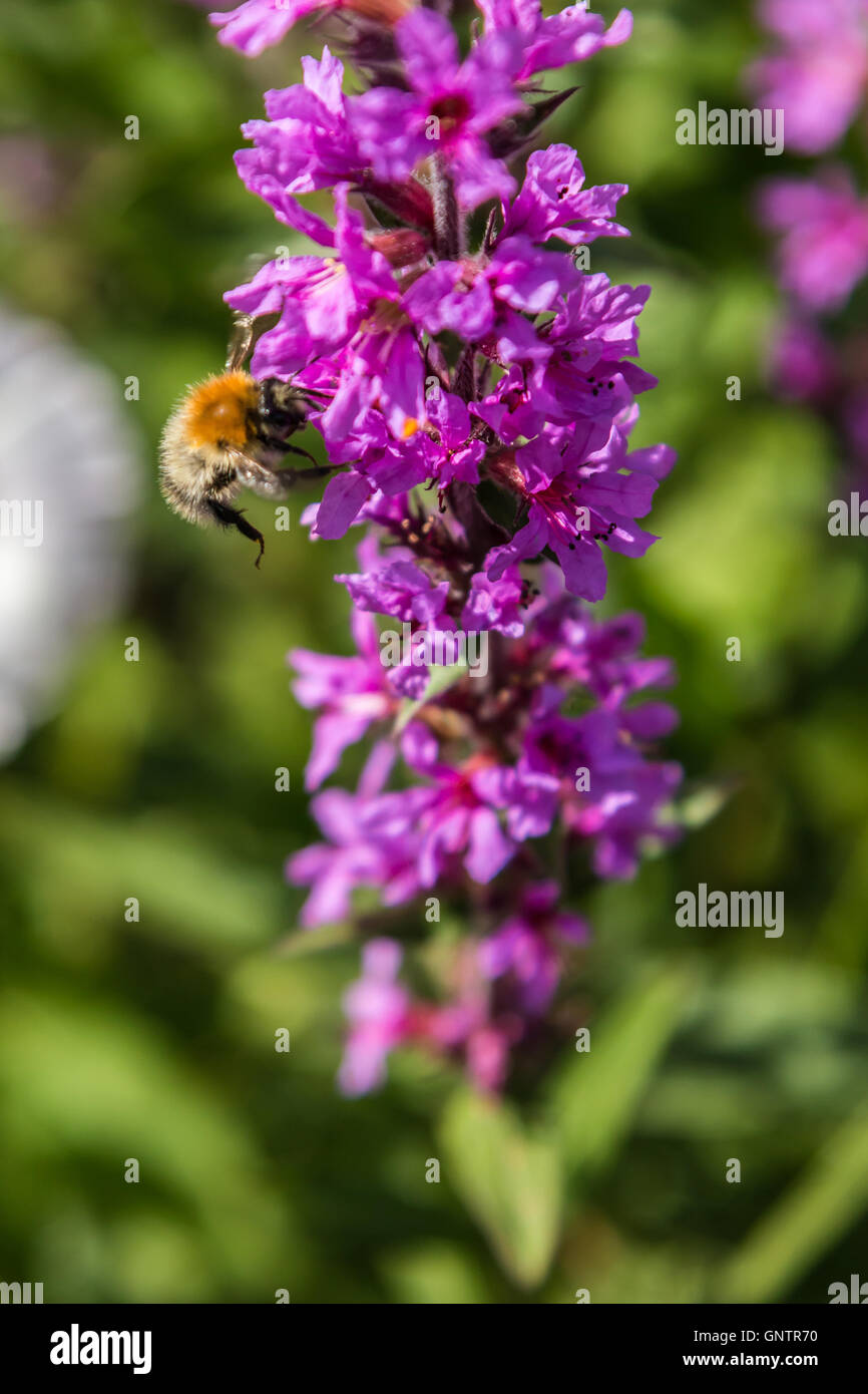 Plants,Insects and Flowers Stock Photo - Alamy