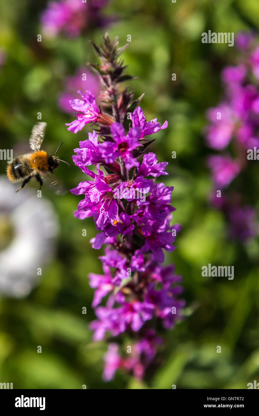 Plants,Insects and Flowers Stock Photo - Alamy