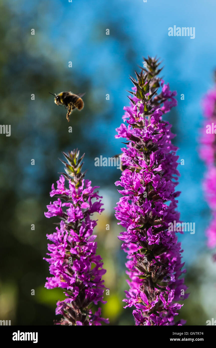 Plants and insects hi-res stock photography and images - Alamy