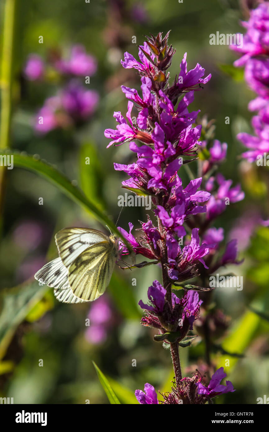 Plants,Insects and Flowers Stock Photo - Alamy