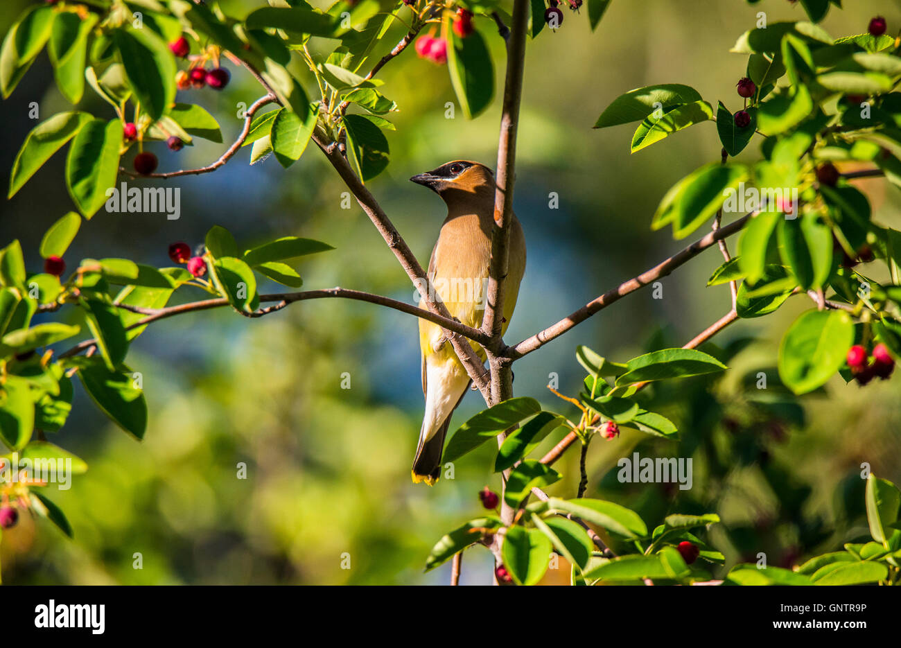 Cedar Wax Wing perched on a service berry tree. Idaho, USA Stock Photo ...