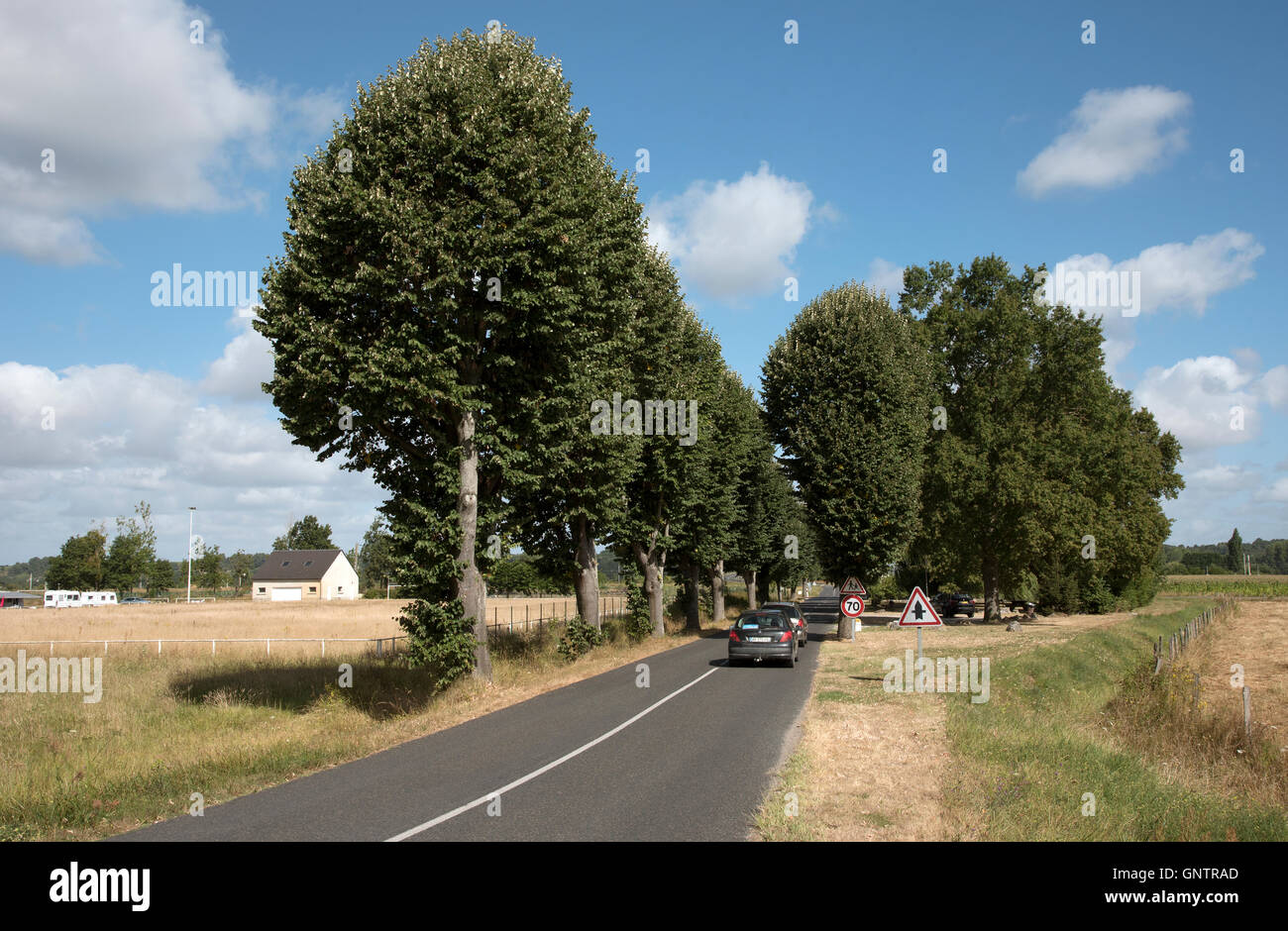 Loire Valley France - French Plane tree lined road in the Loire region ...