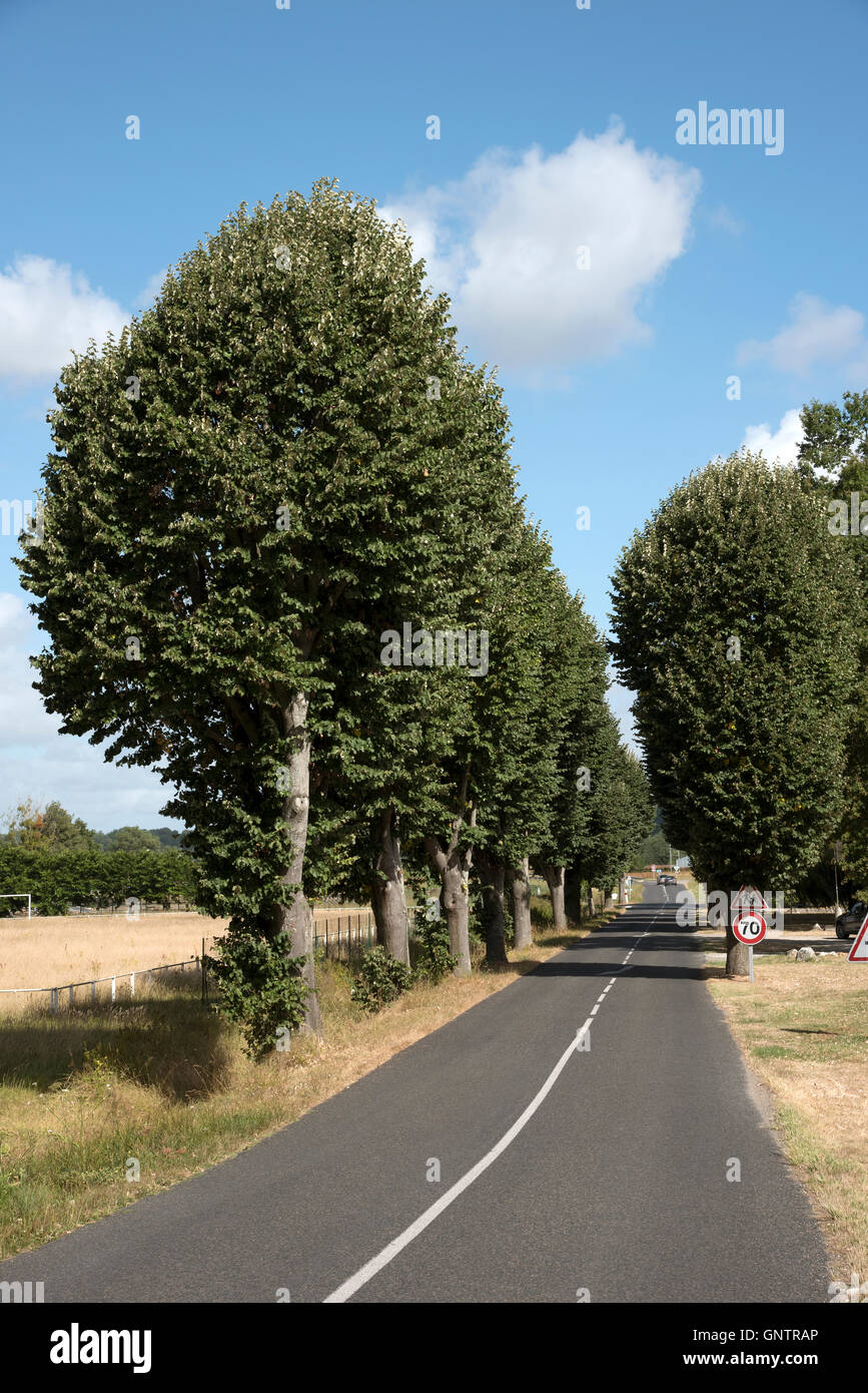Loire Valley France - French Plane tree lined road in the Loire region ...