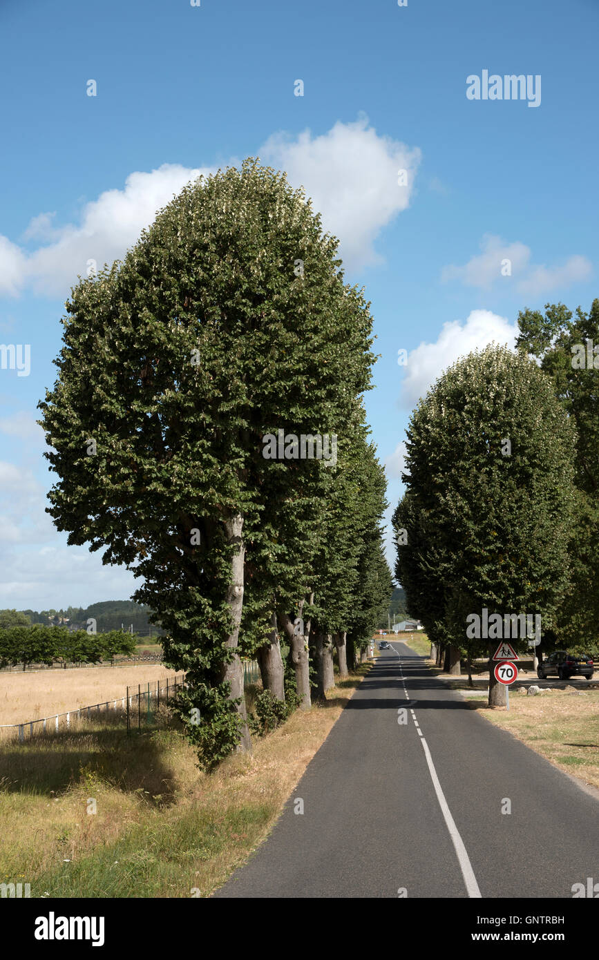 Plane trees line french road hi-res stock photography and images - Alamy
