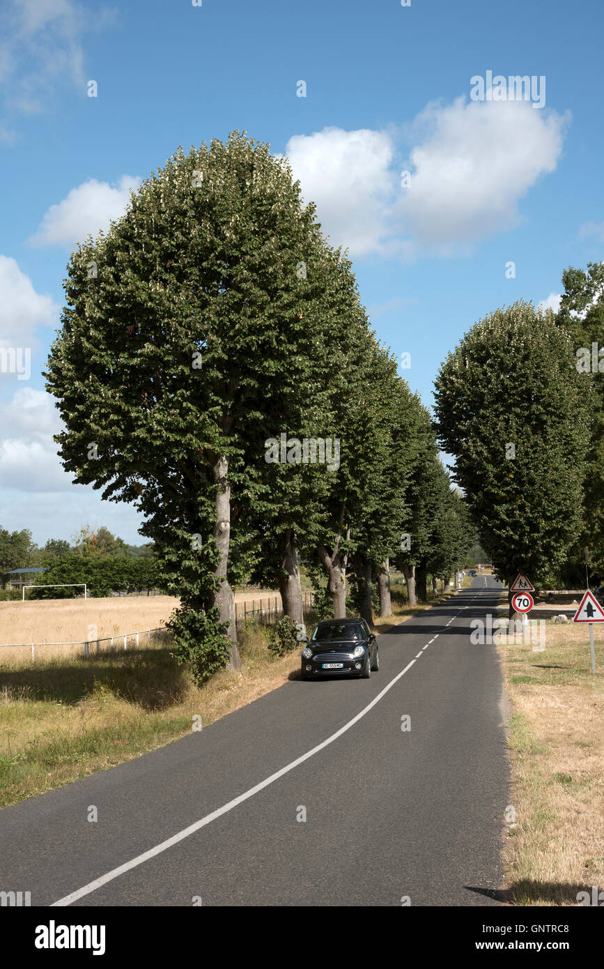 Plane trees line french road hi-res stock photography and images - Alamy
